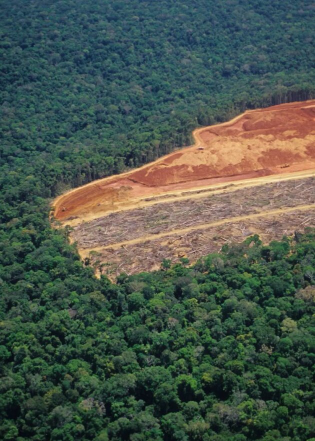 Environmental – Forset Hayah